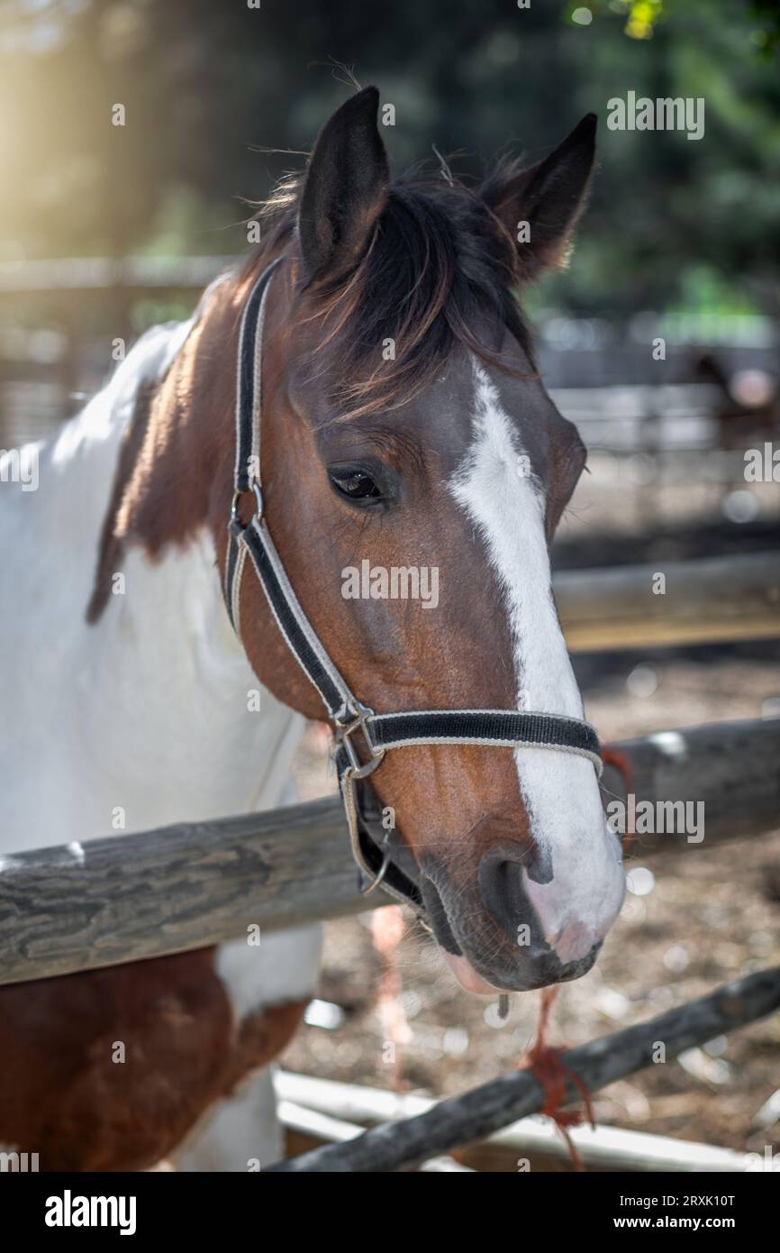In a close-up image, a striking pinto horse, wearing in a black halter ...