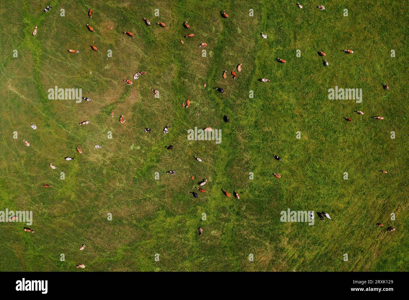 Aerial view of dairy farm cattle cow herd grazing in lush green meadow ...