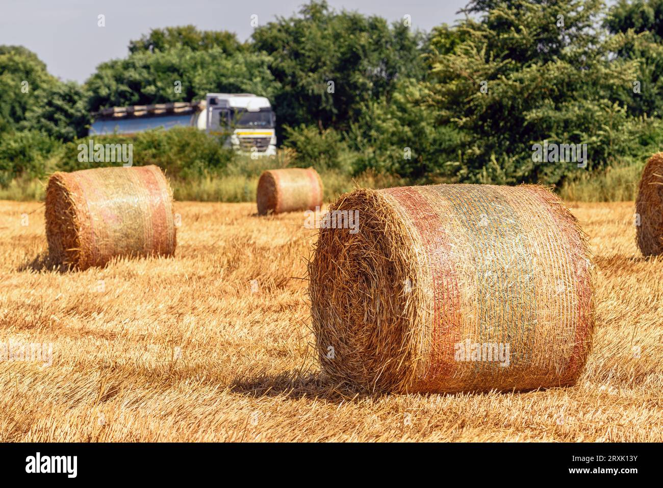 Rolled hay bales in wheat field stubble after cereal plant harvest ...