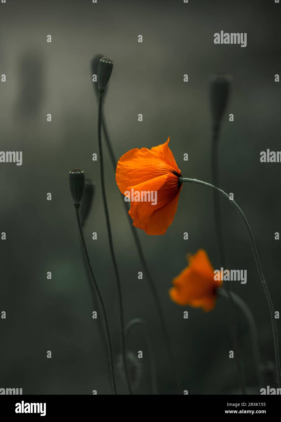 Beautiful natural background. Summer concept. Macro view of abstract ...