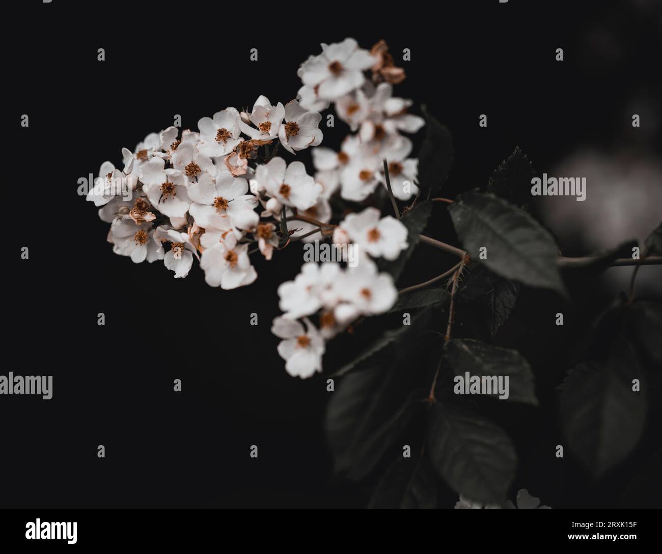 Beautiful natural background. Summer concept. Macro view of abstract ...