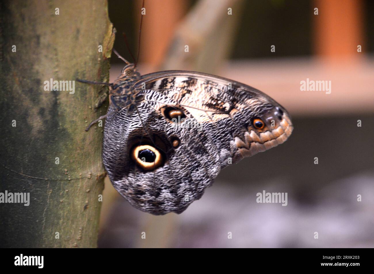 Giant Owl Butterfly 'Caligo Telamonius Memnon' at the Butterfly Farm in ...
