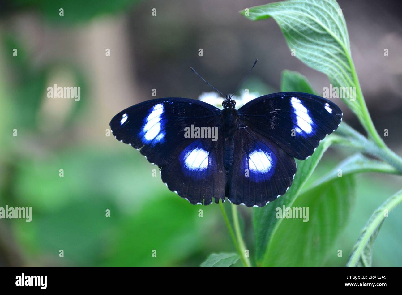 Blue moon butterfly hi-res stock photography and images - Alamy
