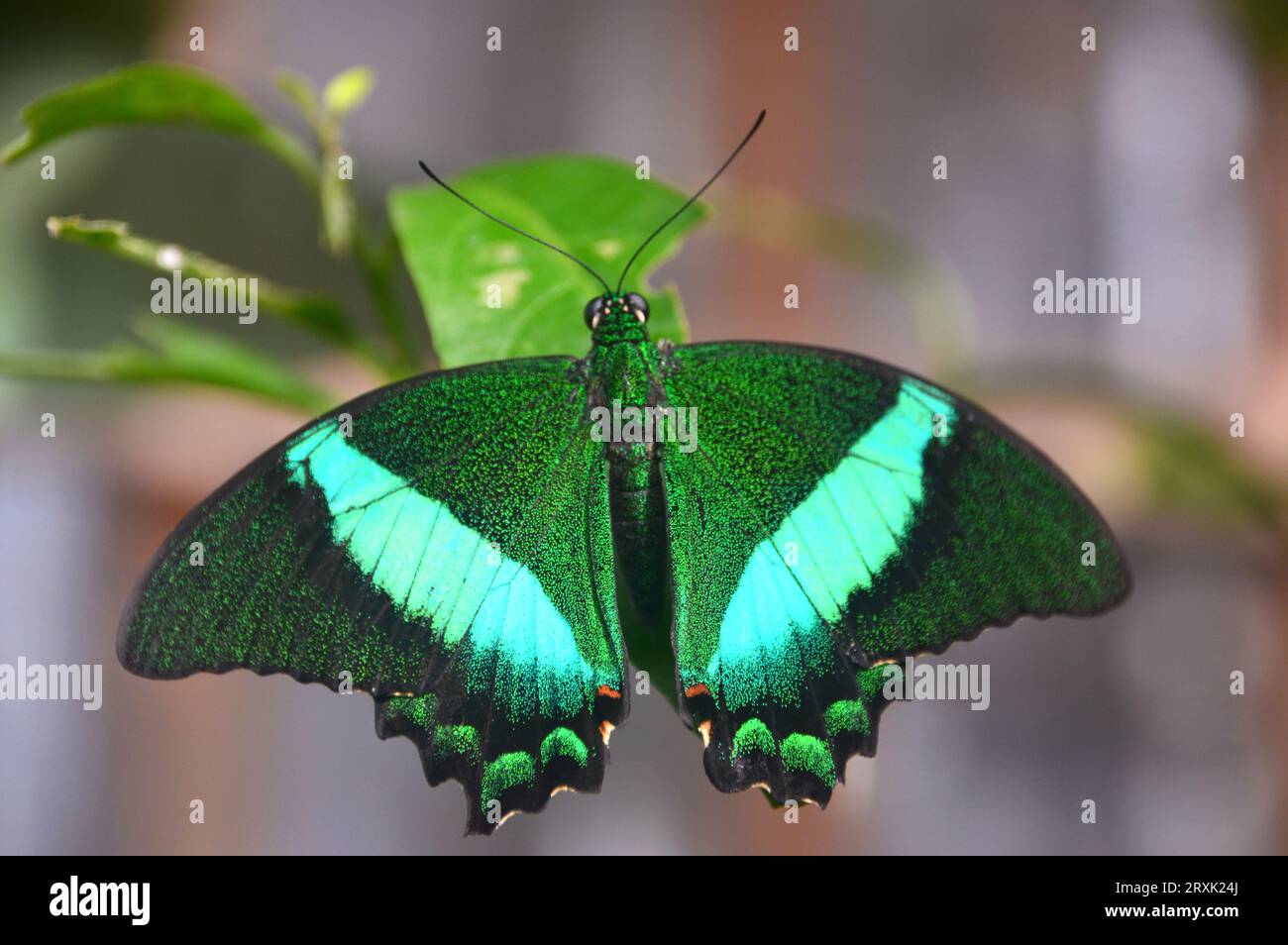 Blue banded swallowtail butterfly hi-res stock photography and images ...