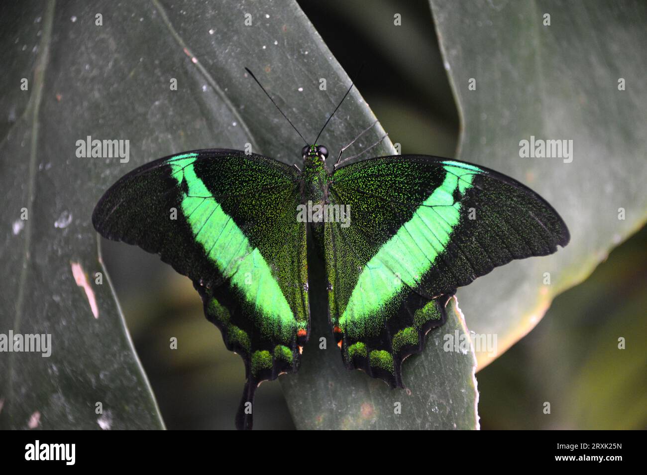 Green-banded Swallowtail Butterfly 'Papilio Nireus lyaeus' at the ...