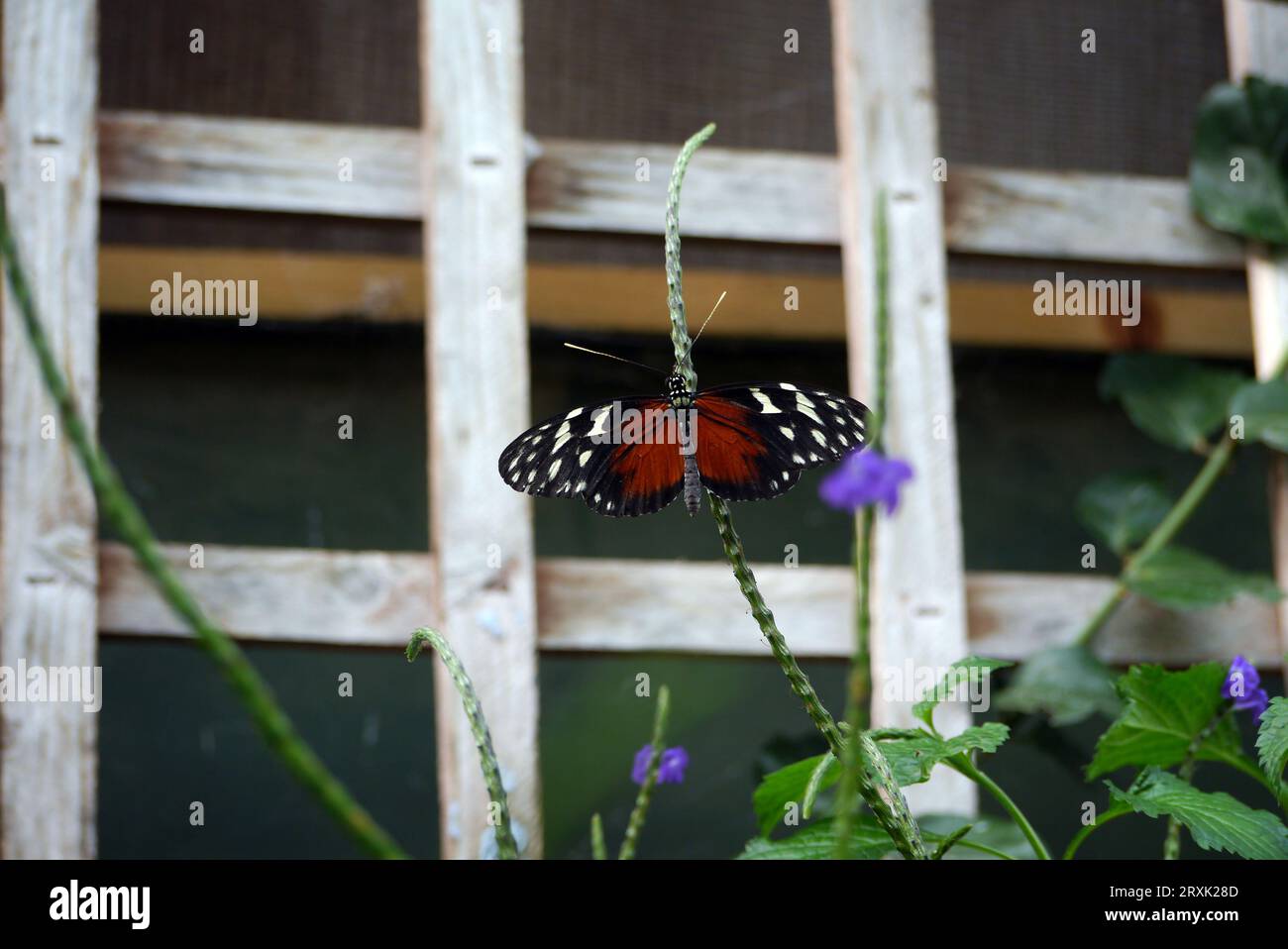 Cream spotted tigerwing butterfly hi-res stock photography and images ...