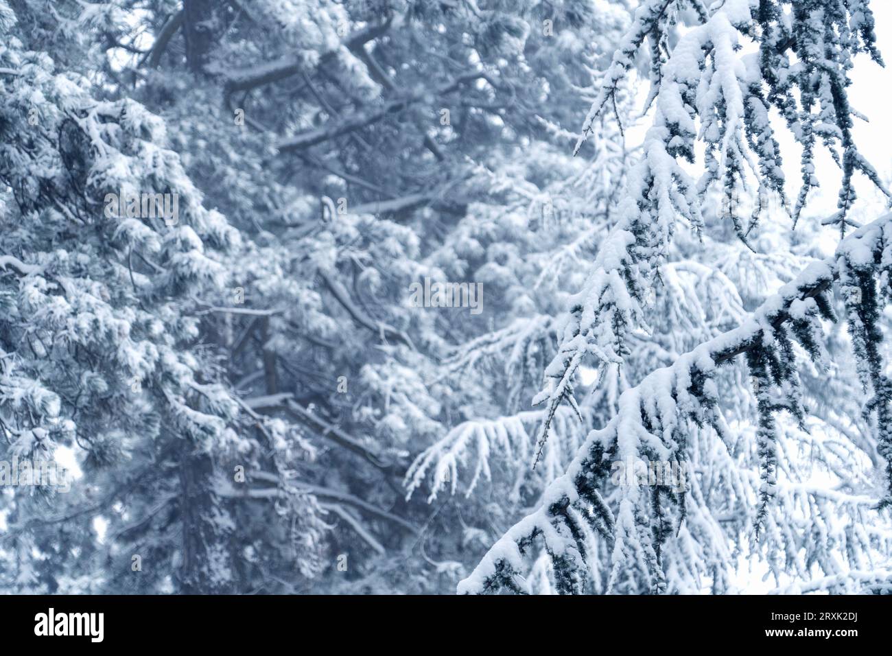 Frozen snowy spruce trees hi-res stock photography and images - Alamy