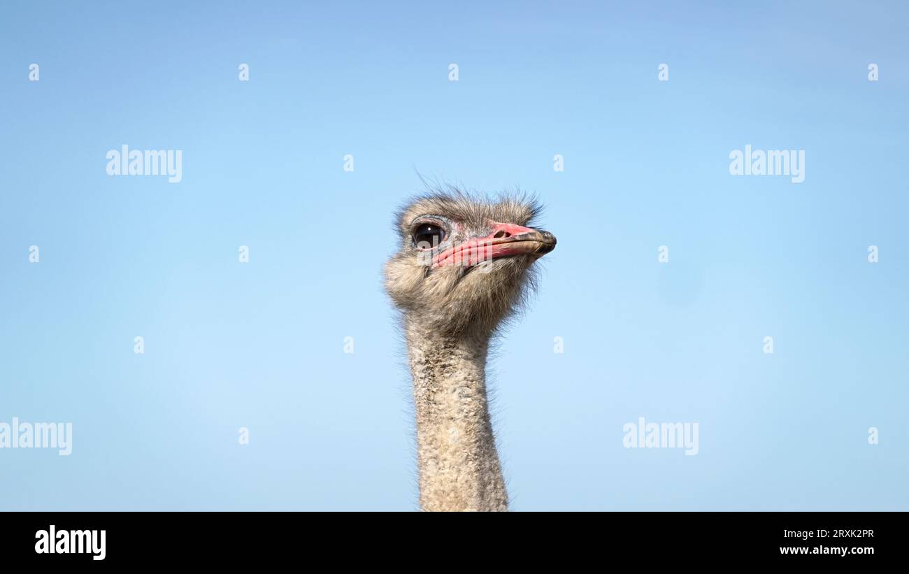 An ostrich stare at camera Stock Photo - Alamy