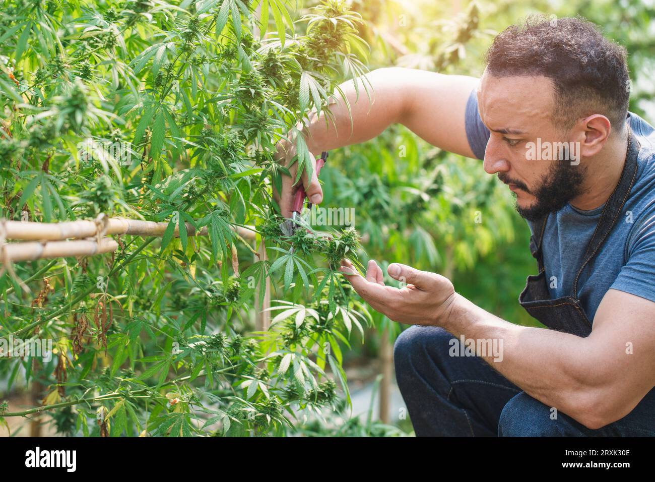 Farmer trims marijuana leaves in greenhouse Genius concept working with ...