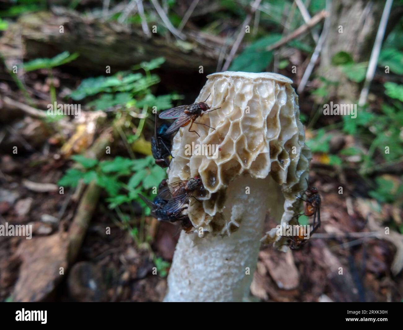 Stinkhorns phallaceae hi-res stock photography and images - Alamy