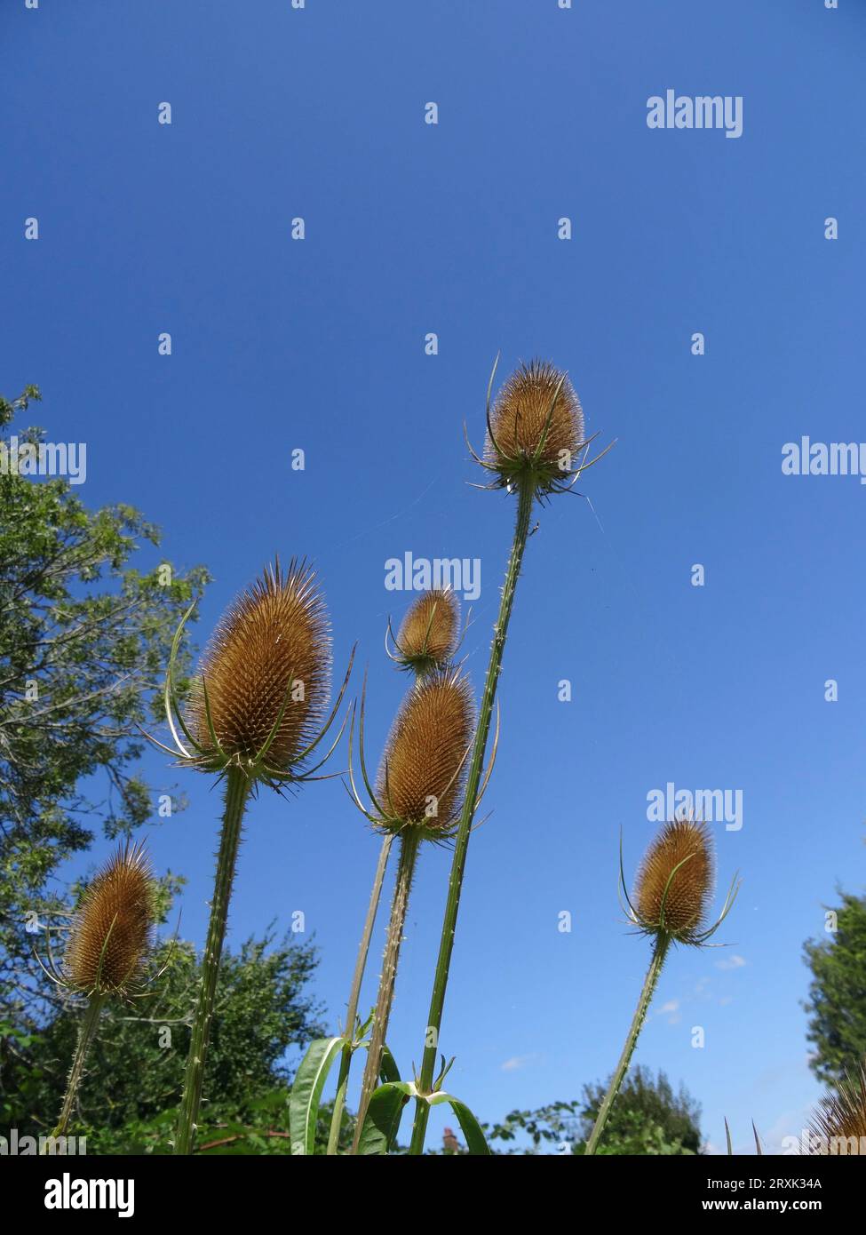 Stately and ornamental Teasel against a crisp blue sky in summer ...