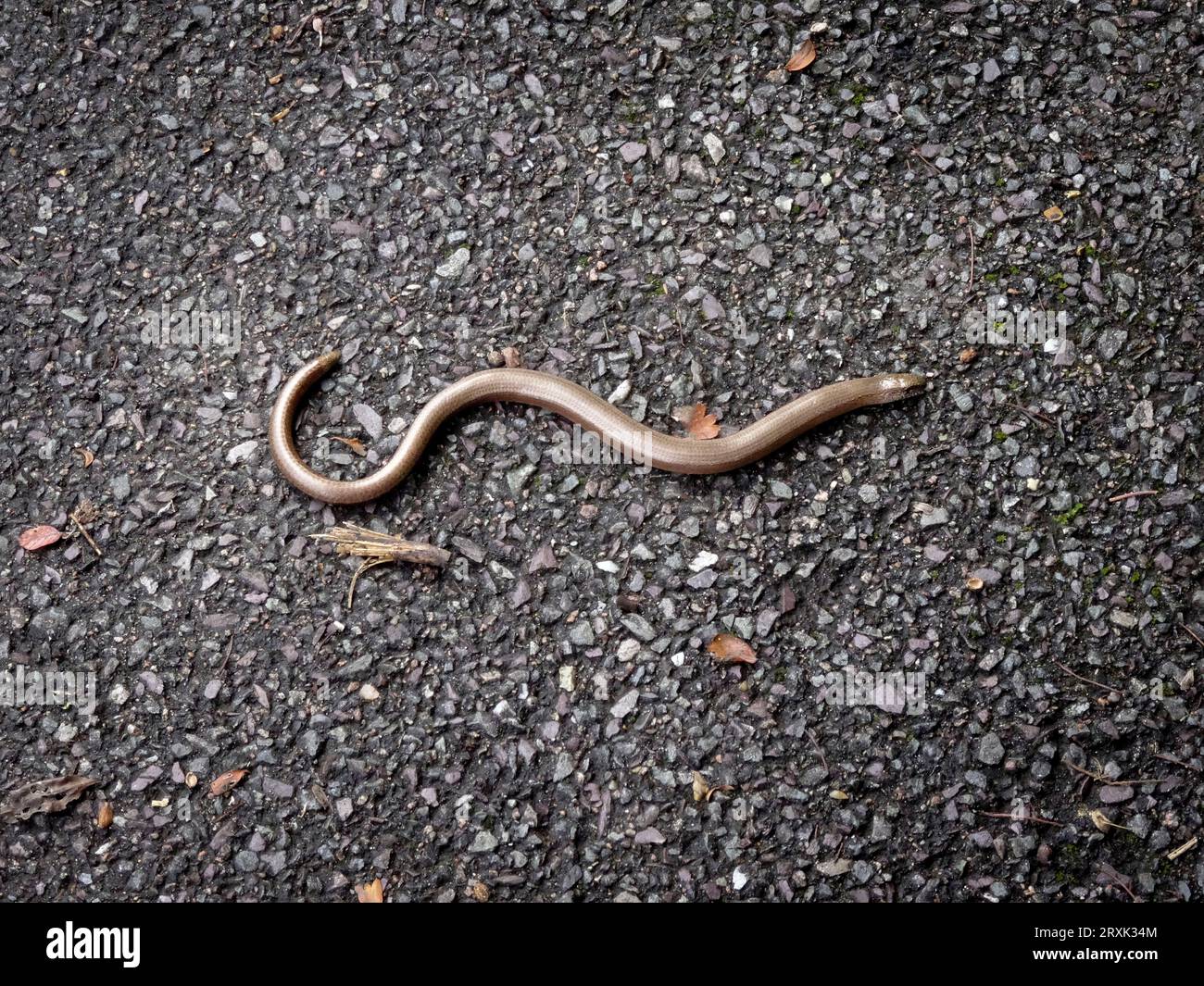Unusual encounter of Slow worm, Anguis fragilis, warming itself on a ...