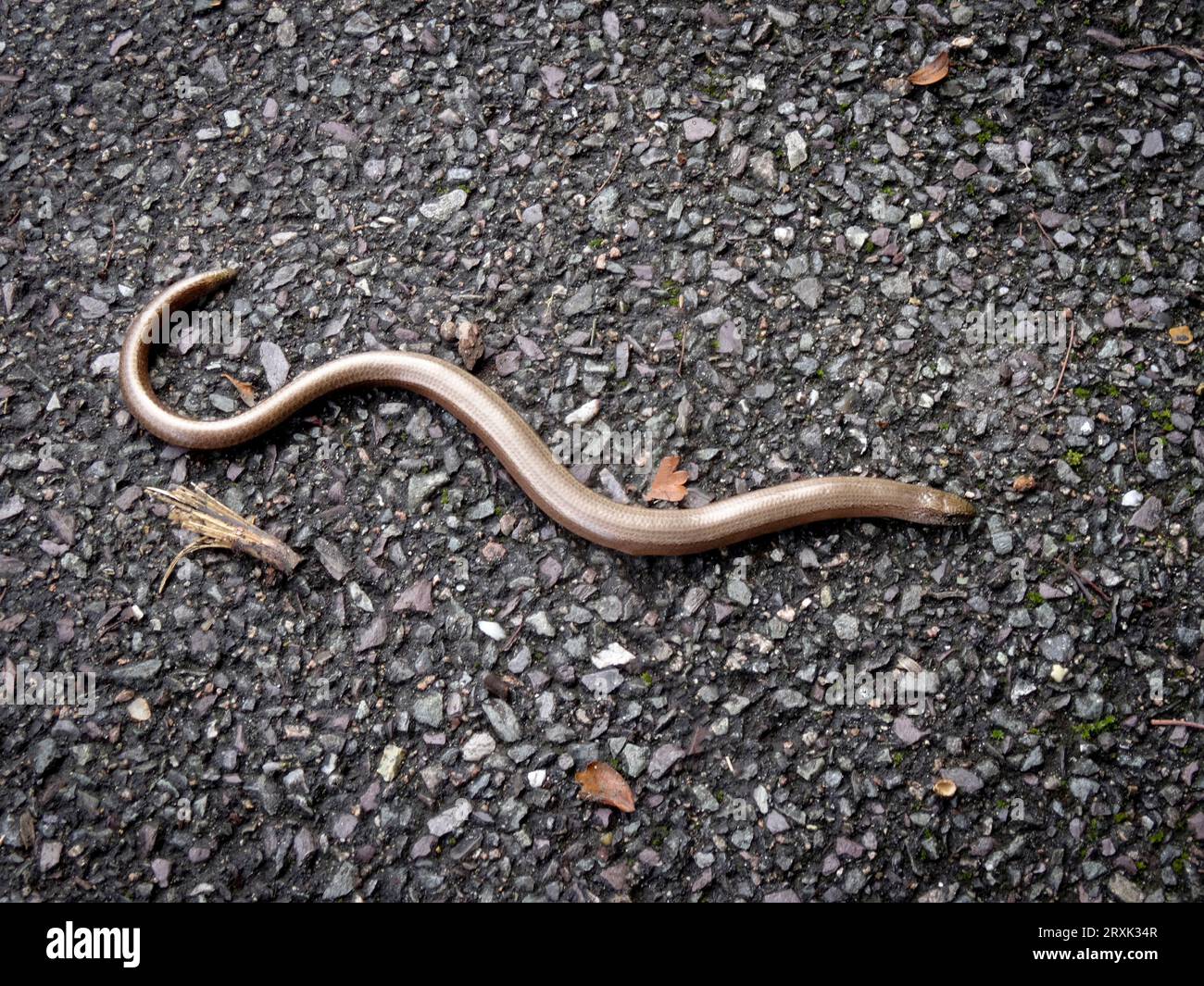 Unusual encounter of Slow worm, Anguis fragilis, warming itself on a ...