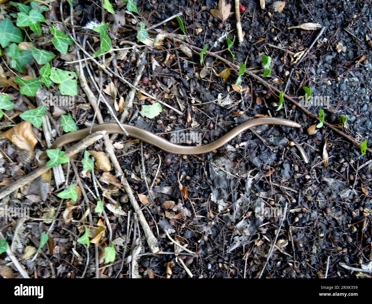Unusual encounter of Slow worm, Anguis fragilis, warming itself on a ...