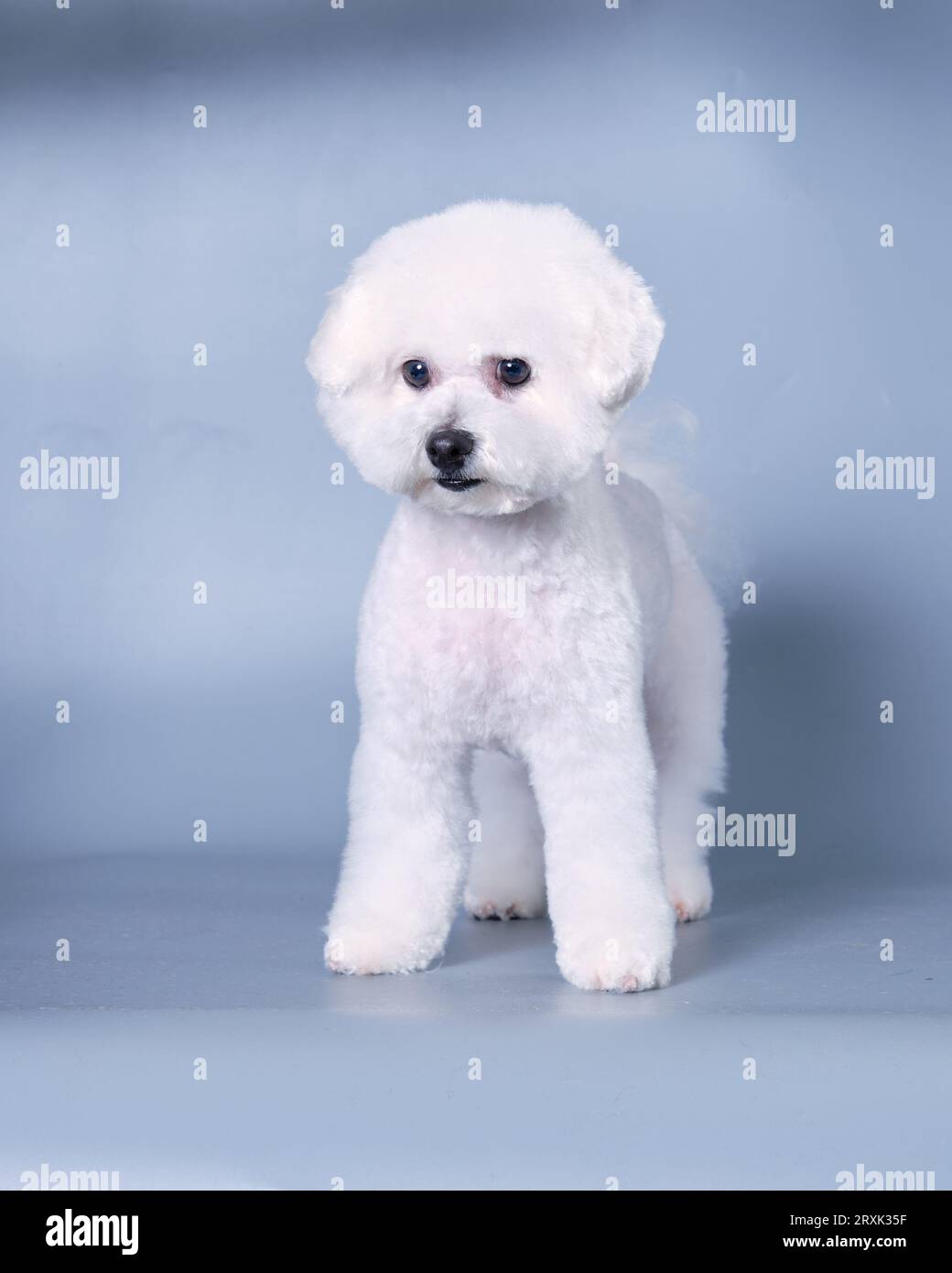 A Bichon Frise dog with a beautiful close-up hairstyle. Vertical photo ...