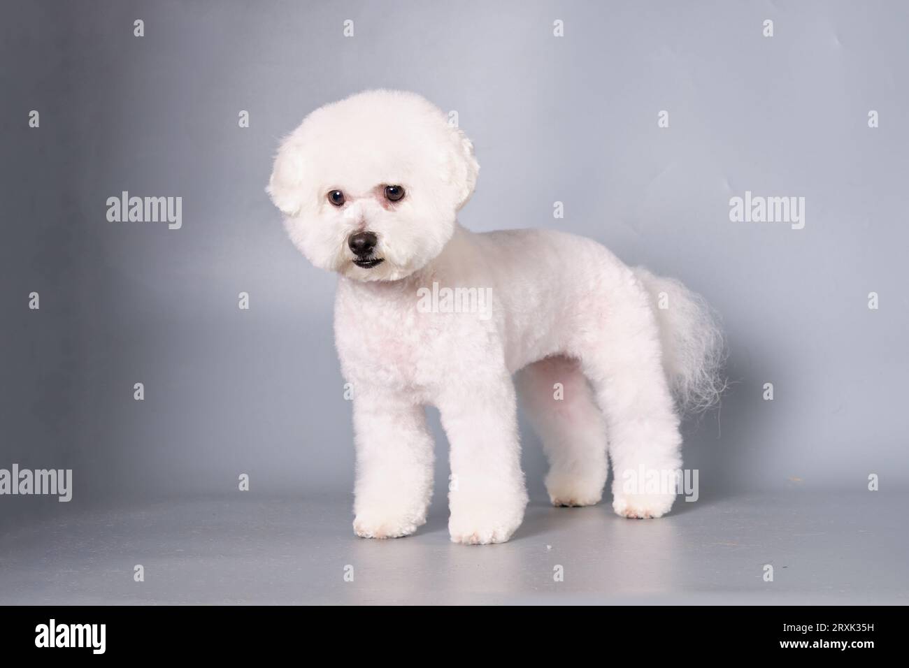 A dog of the Bichon Frise breed with after grooming on a gray ...