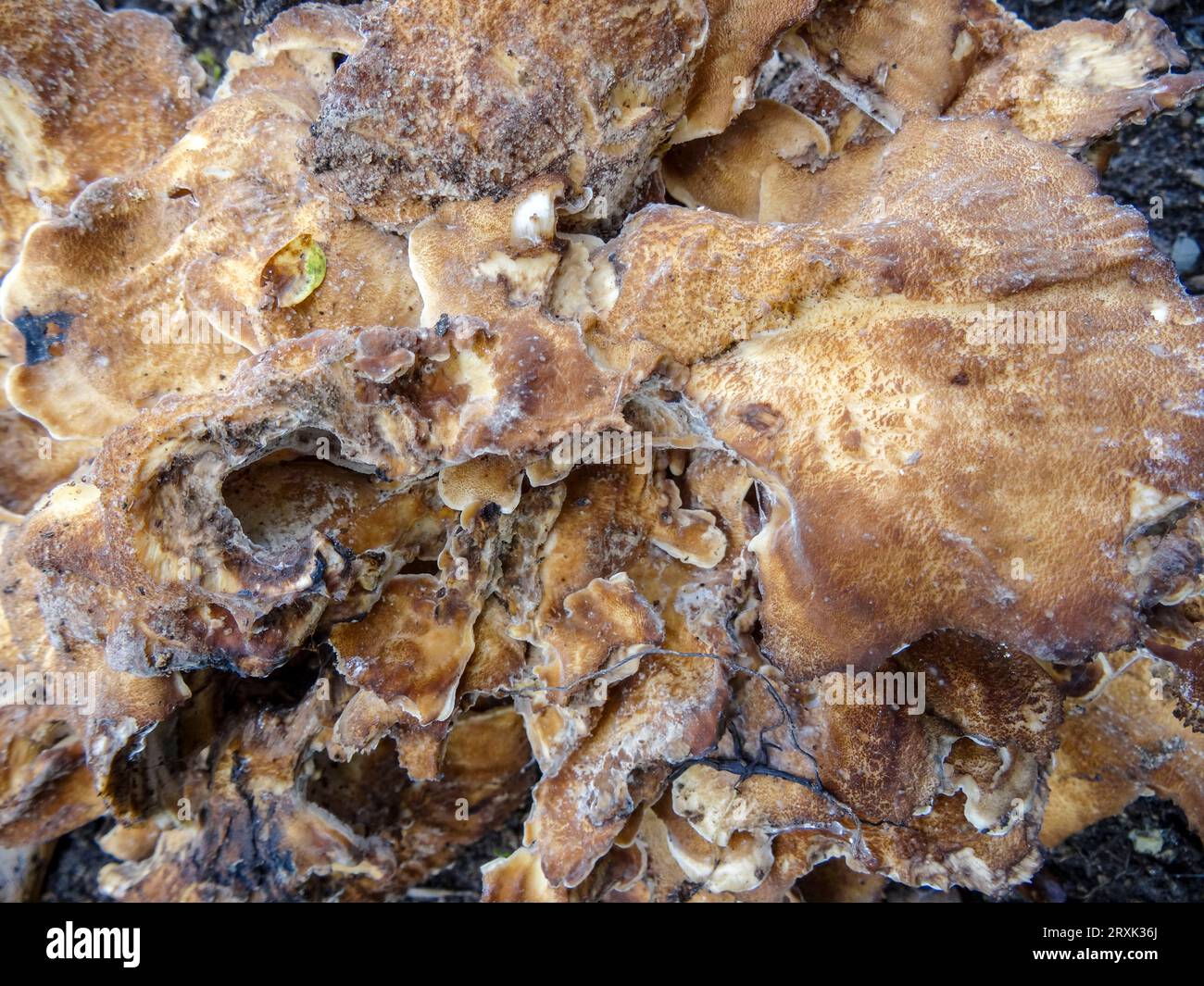 Strikingly textured and colourful natural still life of bracket fungi ...