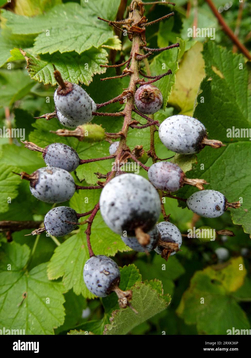 Natural close up flowering plant portrait showing berries of the Ribes ...