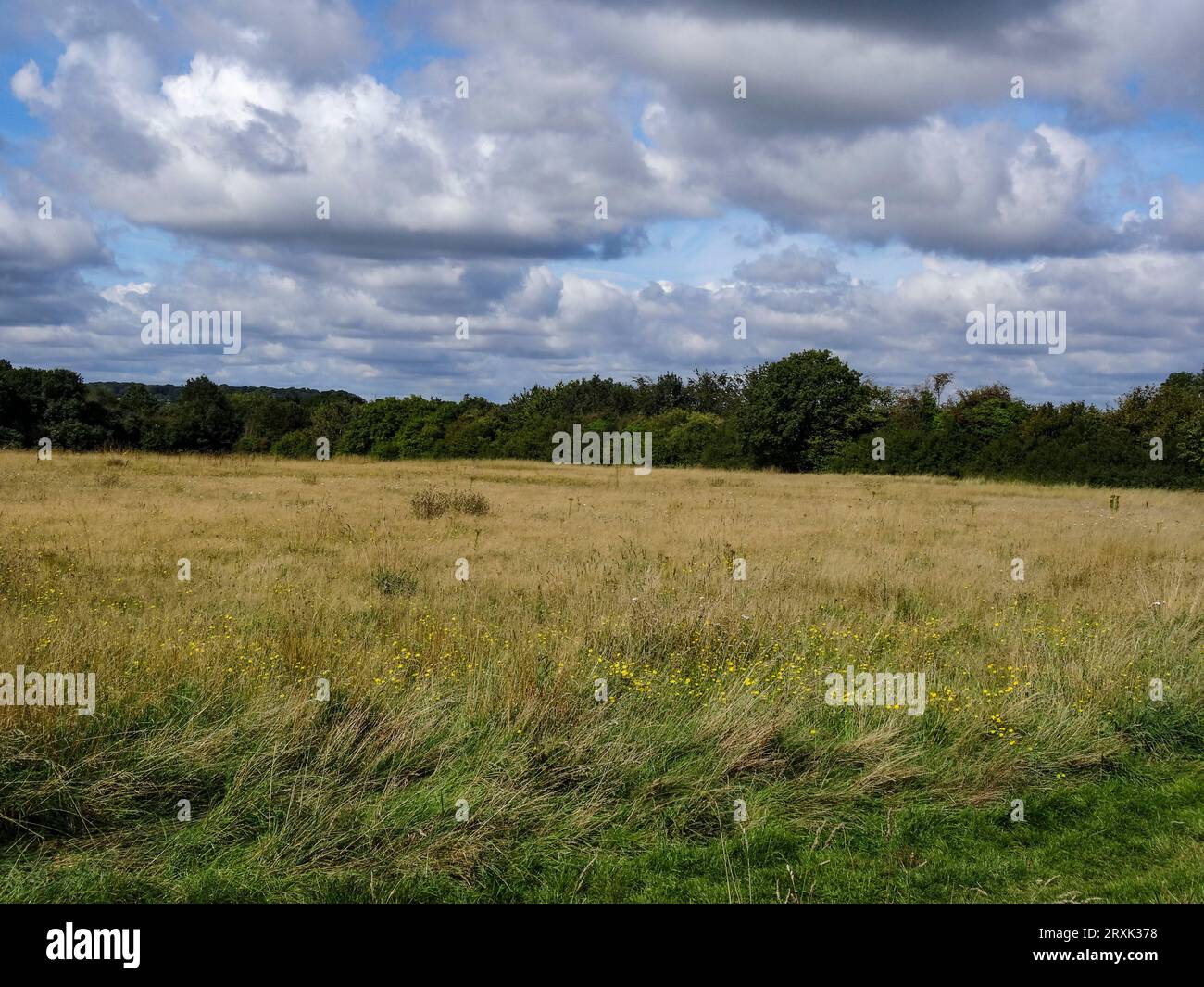 Minimalist semi abstract high resolution landscape of open grassland ...