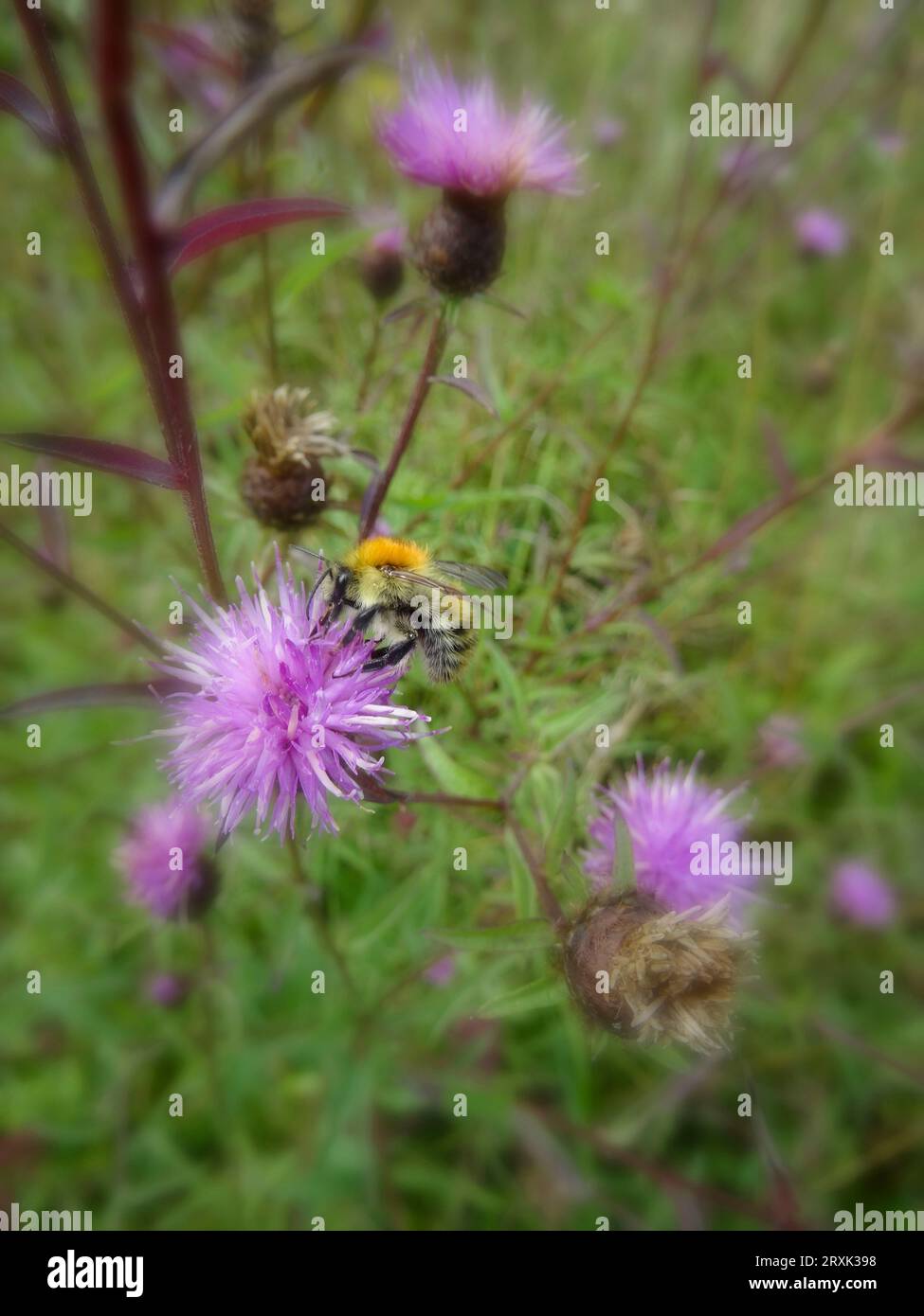 Industrious bee foraging on flowering Knapweed (i think Stock Photo - Alamy