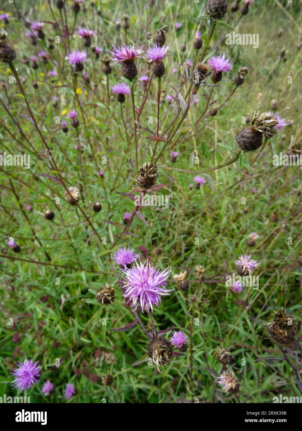 Industrious bee foraging on flowering Knapweed (i think Stock Photo - Alamy