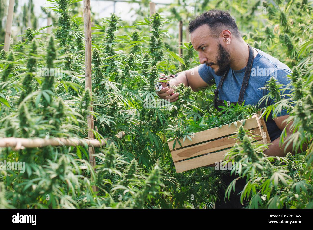 Lush green cannabis plants hi-res stock photography and images - Alamy