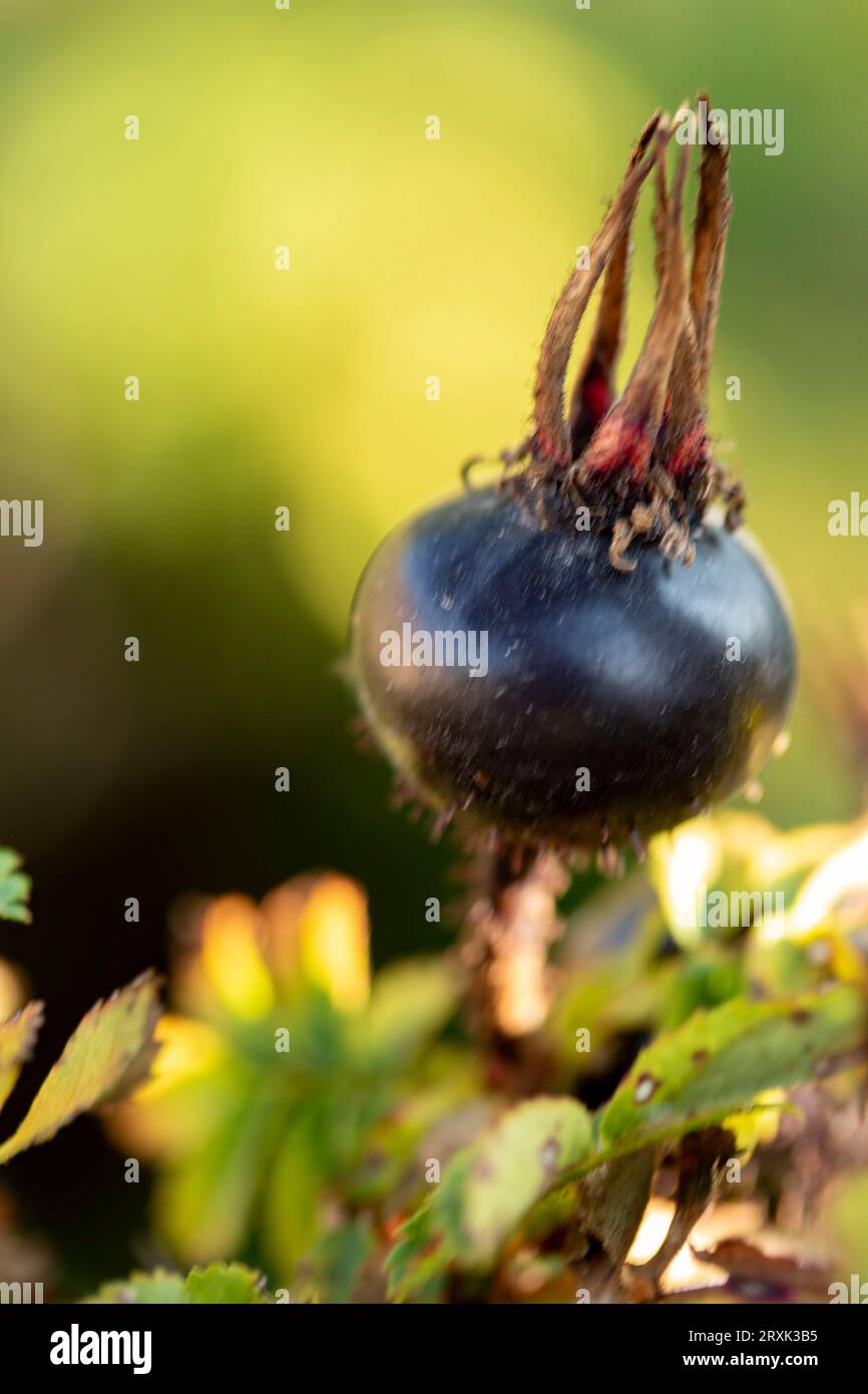 Rosa spinosissima scotch rose rosa pimpinellifolia hi-res stock ...