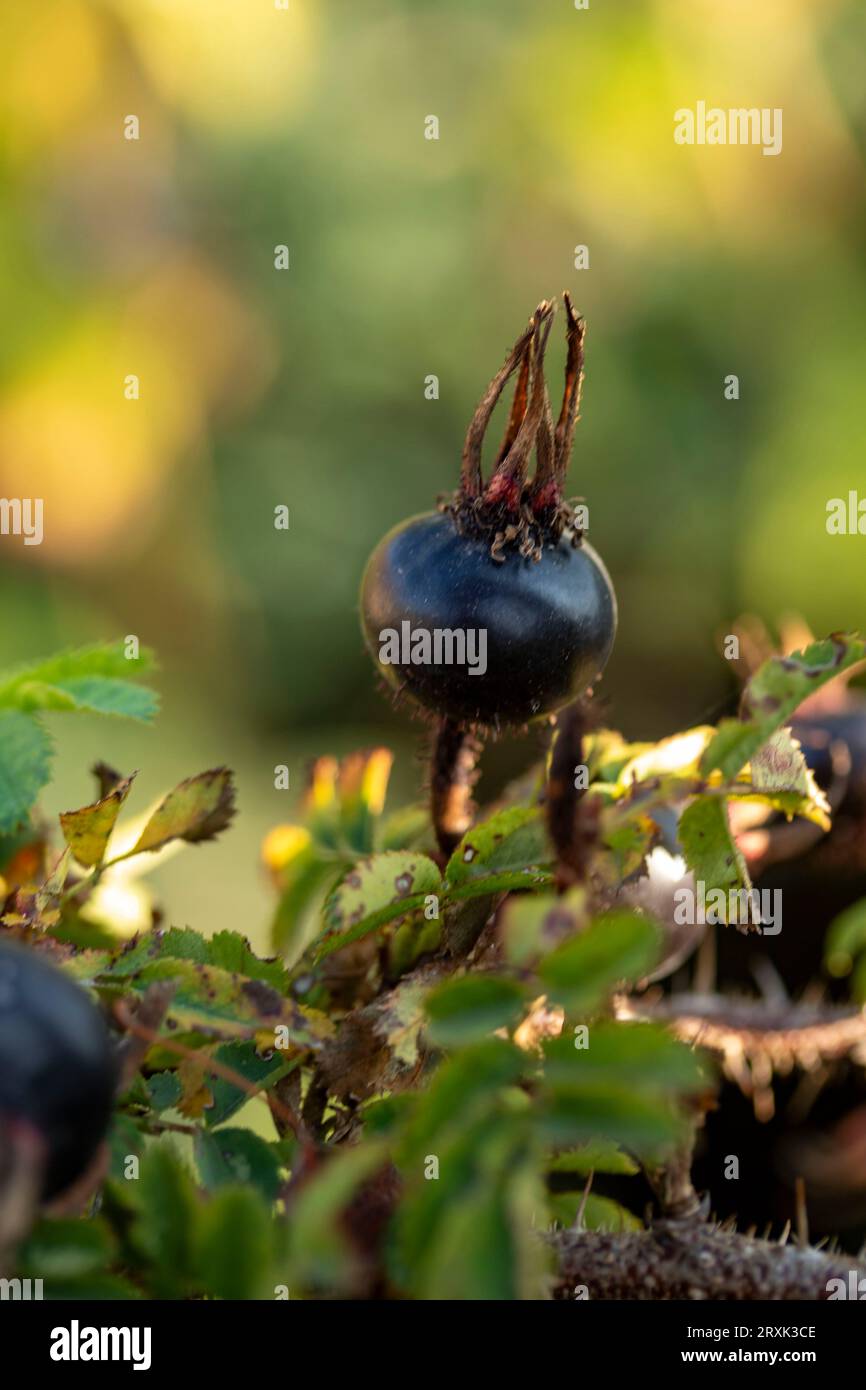 Rosa spinosissima scotch rose rosa pimpinellifolia hi-res stock ...