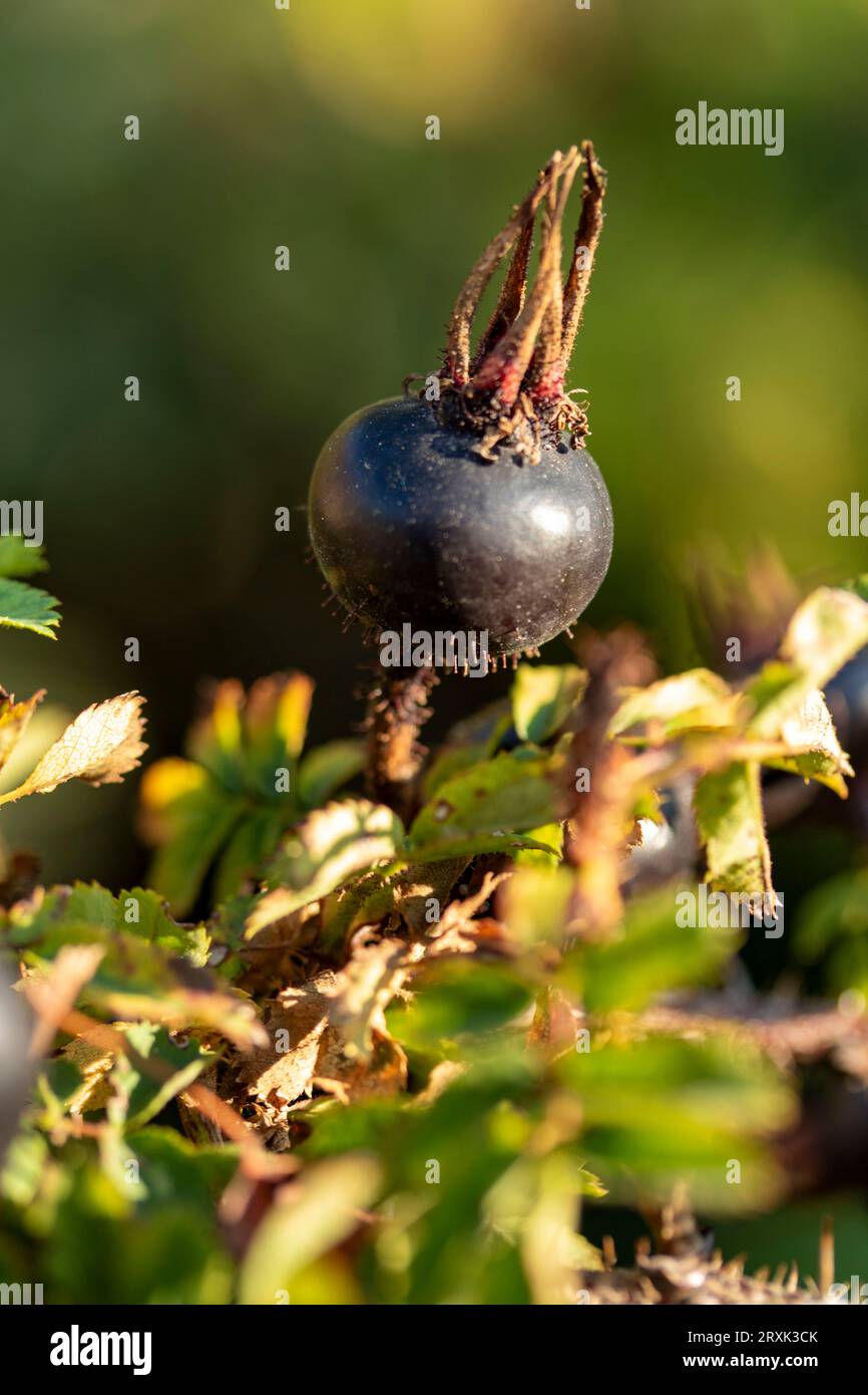 Rosa spinosissima scotch rose rosa pimpinellifolia hi-res stock ...