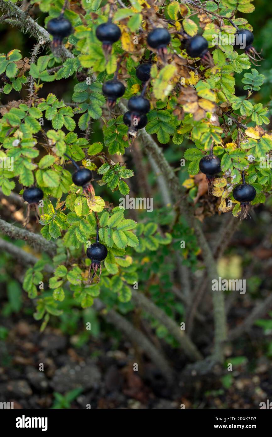 Natural close up flowering plant portrait of striking shrubs roses ...