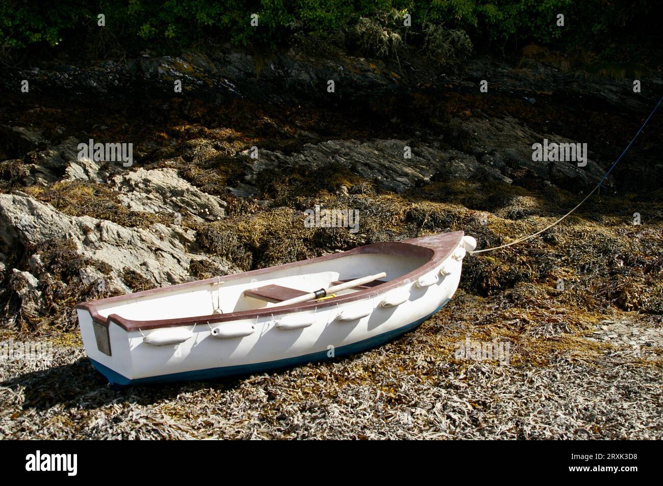 White Rowing Boat pulled up on seaweed covered beach, Cornwall, England ...