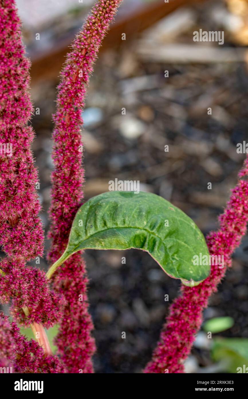 Natural close up food plant portrait of Callaloo (Jamaican Spinach ...