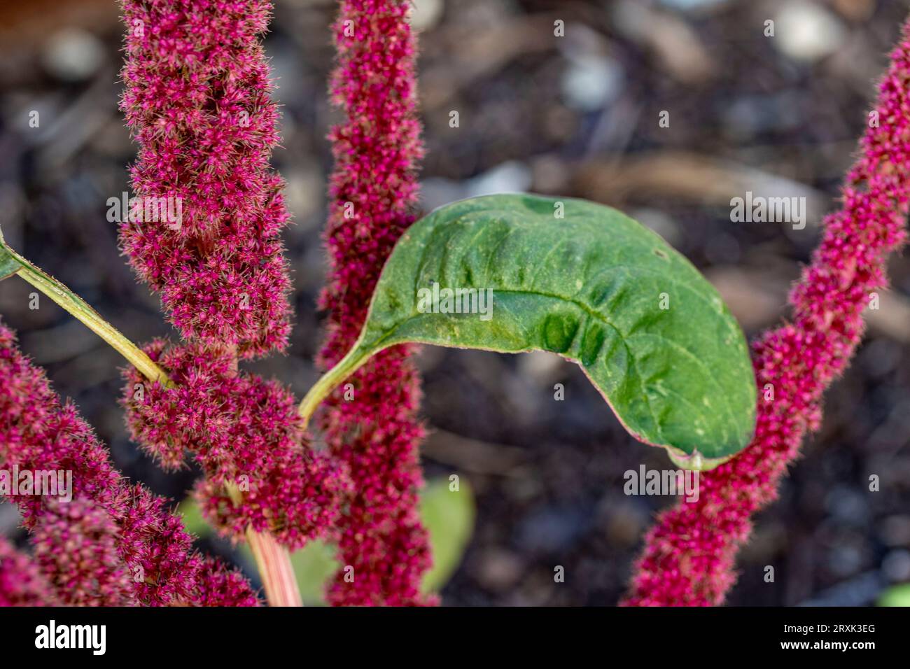 Natural close up food plant portrait of Callaloo (Jamaican Spinach ...
