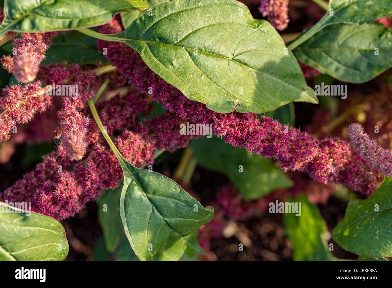 Natural close up food plant portrait of Callaloo (Jamaican Spinach ...