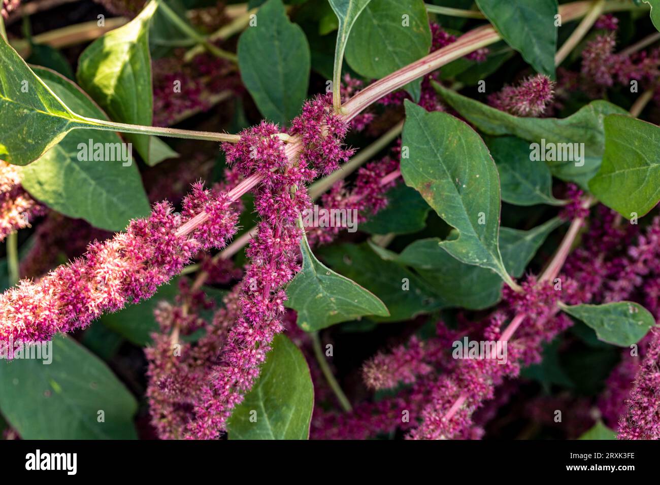 Natural close up food plant portrait of Callaloo (Jamaican Spinach ...