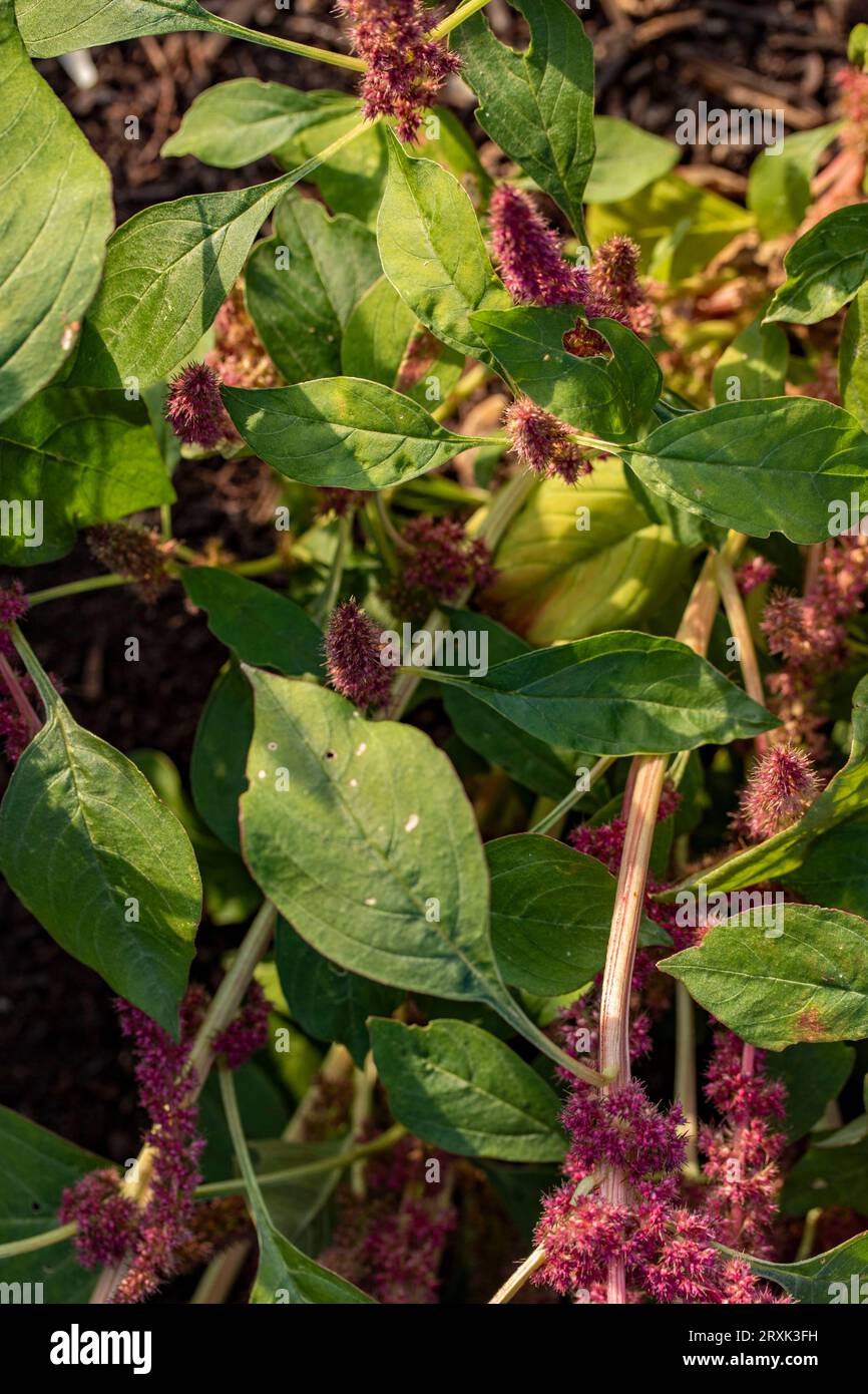 Natural close up food plant portrait of Callaloo (Jamaican Spinach ...