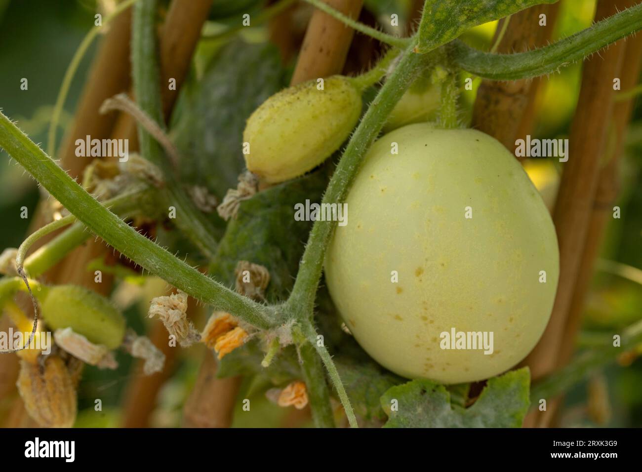 Unusual heritage garden food plant Cucumis sativus 'Crystal Apple ...