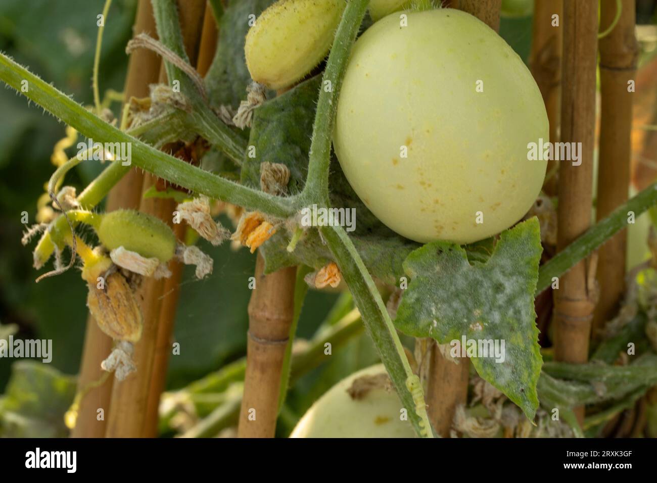 Unusual heritage garden food plant Cucumis sativus 'Crystal Apple ...