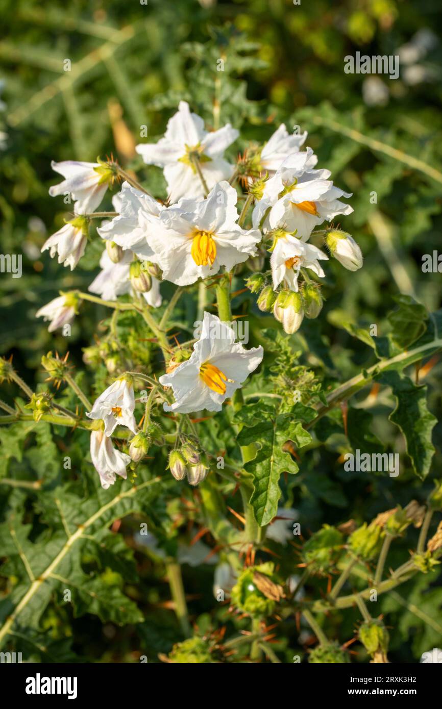 Beautiful natural close up flowering food plant portrait of Solanum ...