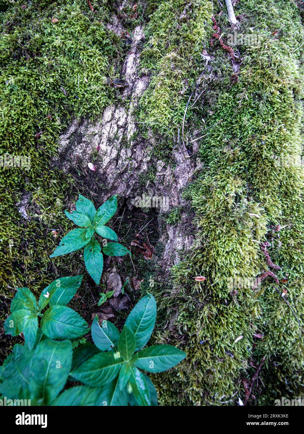Natural semi close up environmental plant portrait showing intimate ...