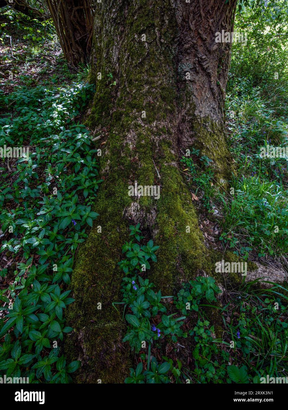 Natural semi close up environmental plant portrait showing intimate ...
