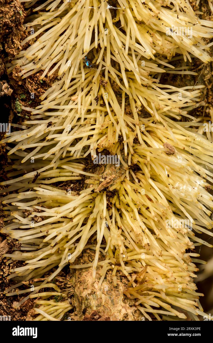 PARASITE. Macro representation of English Ivy (Hedera helix) roots ...