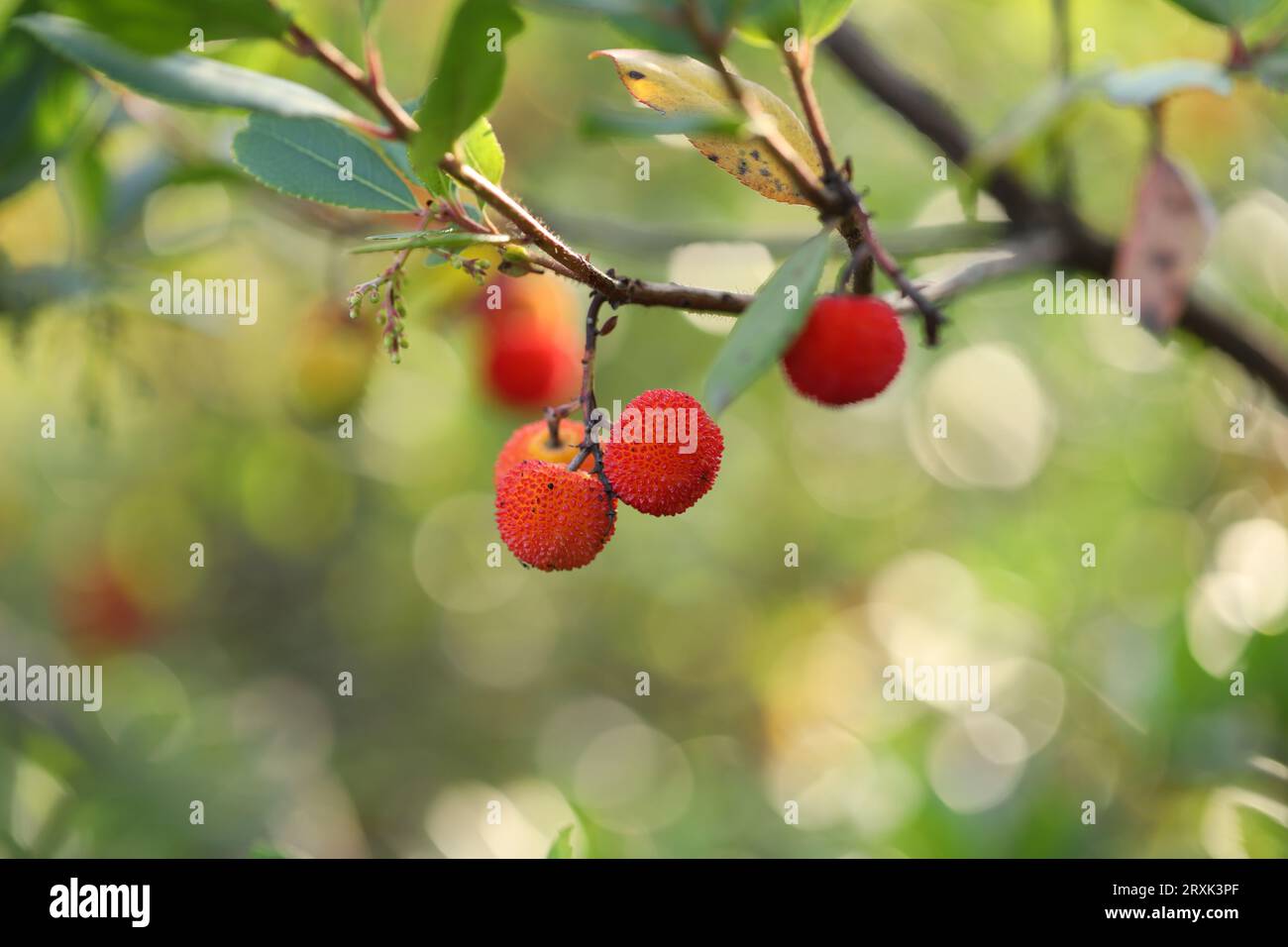 fruits of Arbutus unedo yellow and red in autumn. The arbutus is a ...