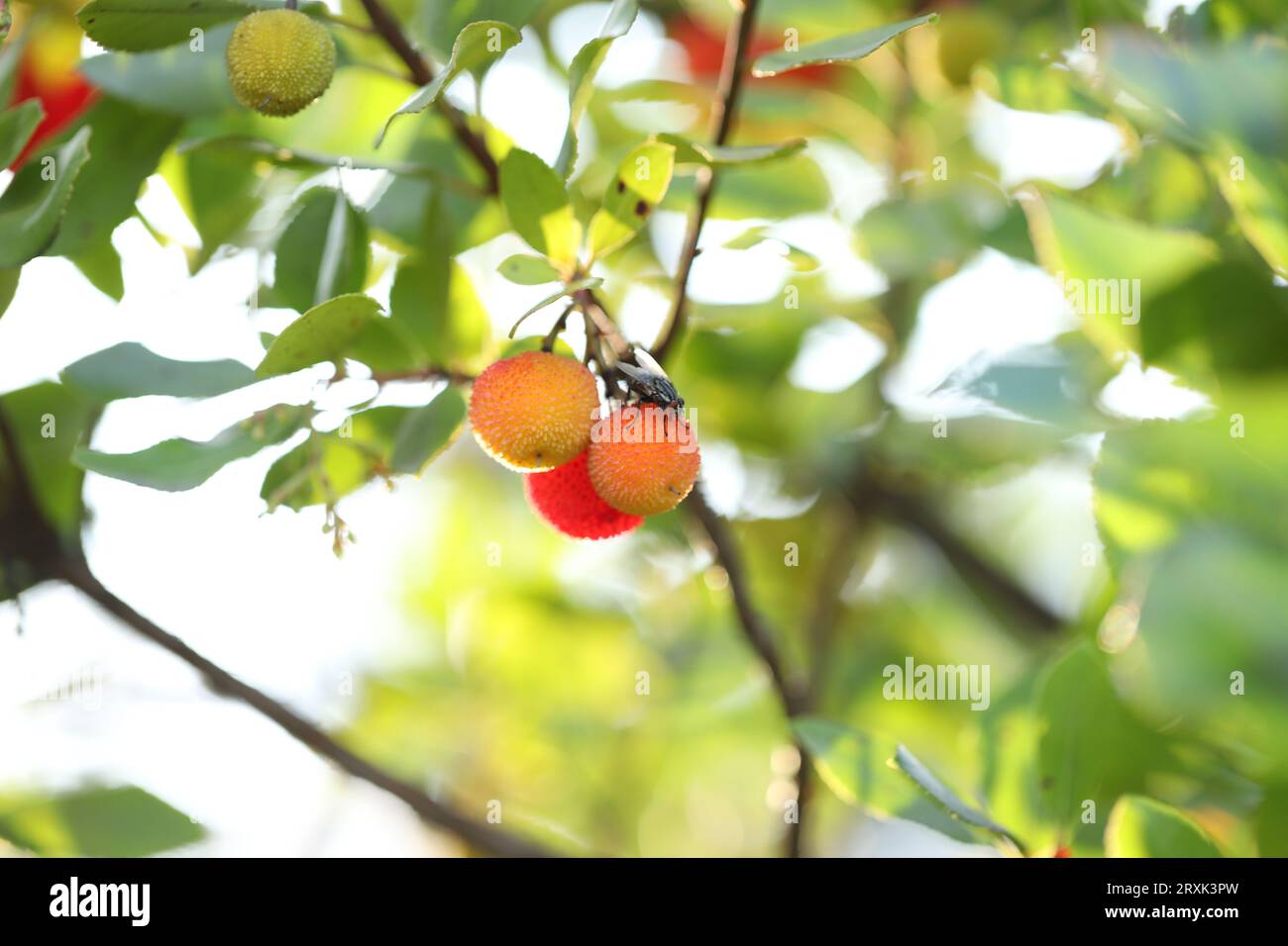 fruits of Arbutus unedo yellow and red in autumn. The arbutus is a ...