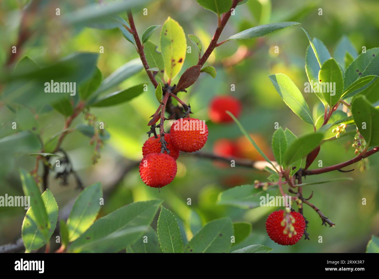 fruits of Arbutus unedo yellow and red in autumn. The arbutus is a ...