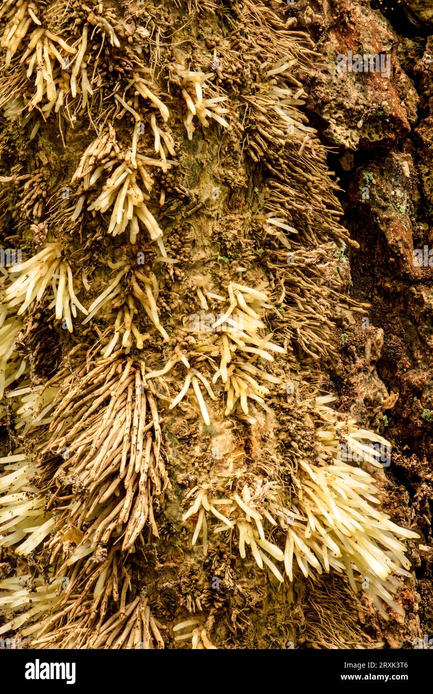 PARASITE. Macro representation of English Ivy (Hedera helix) roots ...