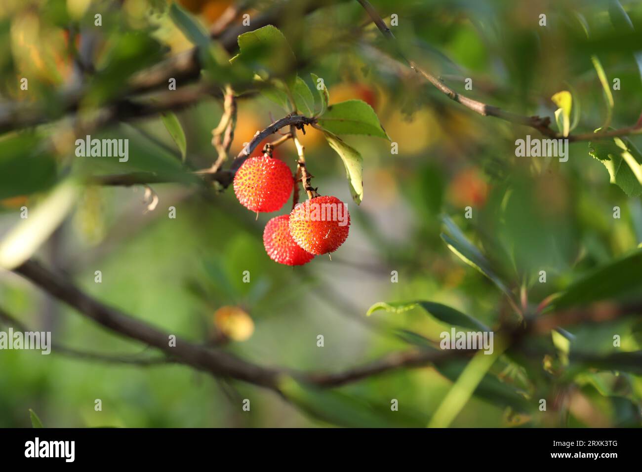 fruits of Arbutus unedo yellow and red in autumn. The arbutus is a ...