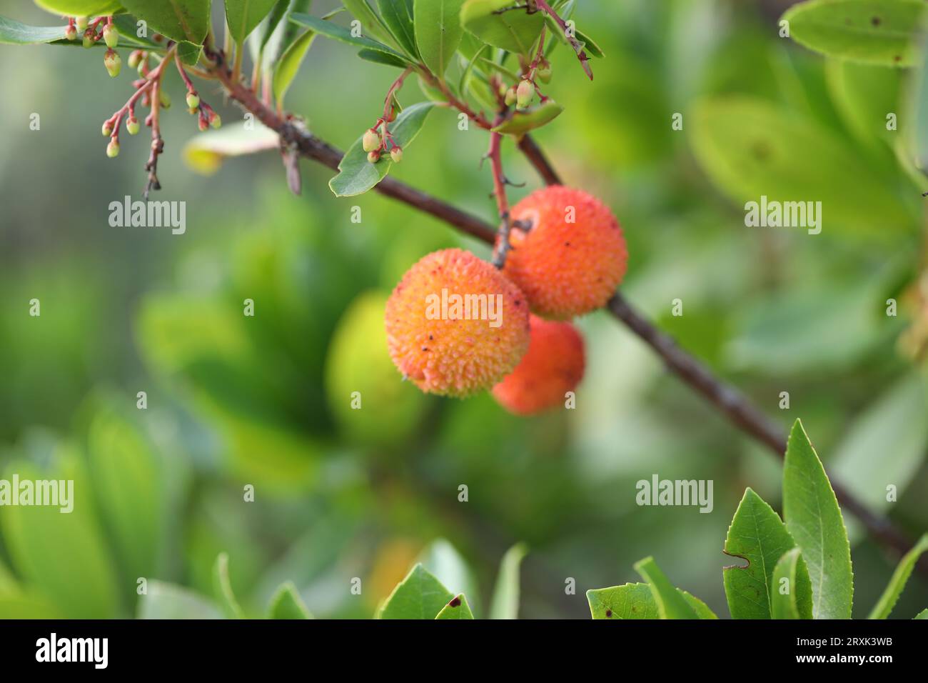 fruits of Arbutus unedo yellow and red in autumn. The arbutus is a ...
