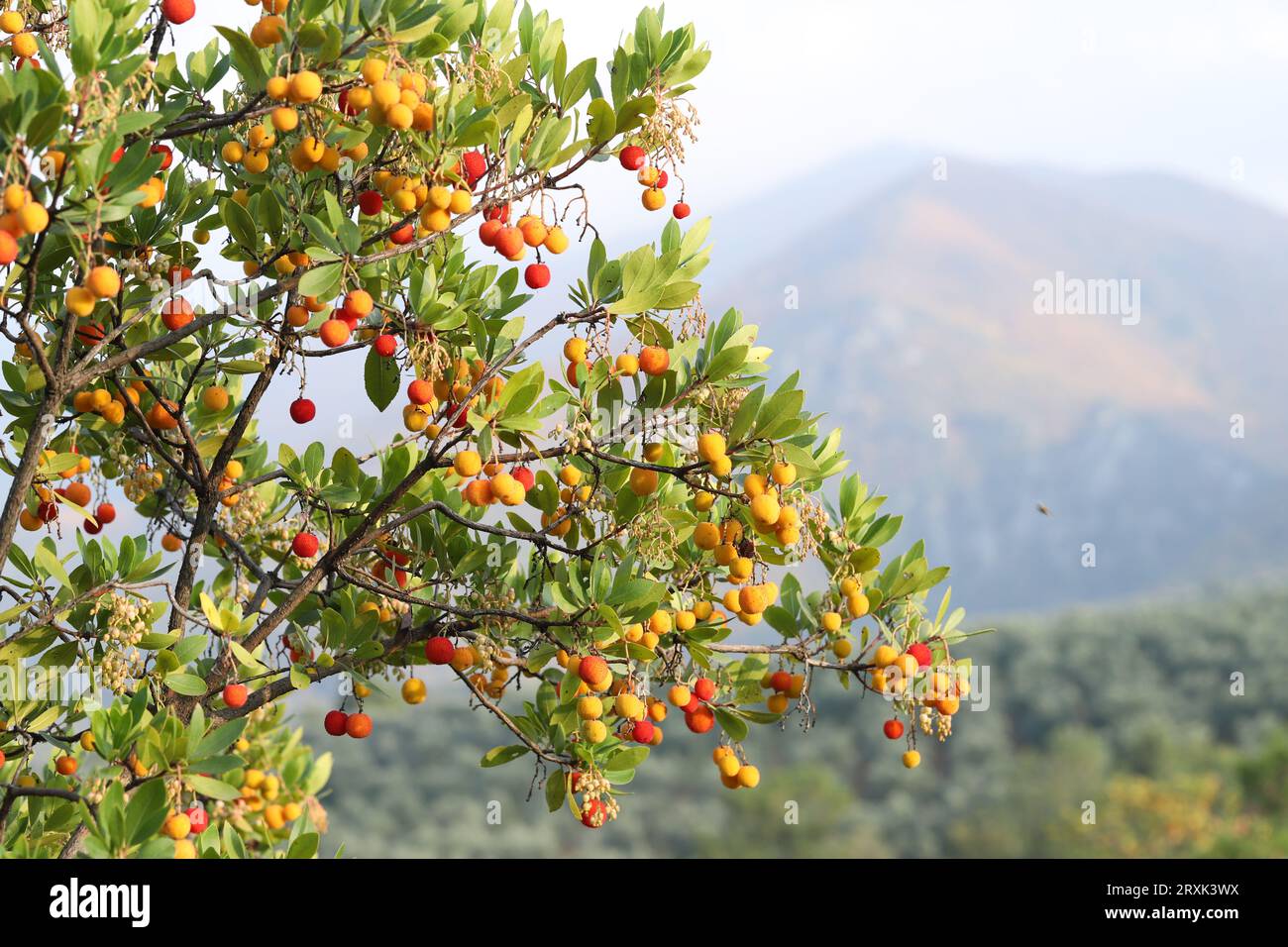 fruits of Arbutus unedo yellow and red in autumn. The arbutus is a ...
