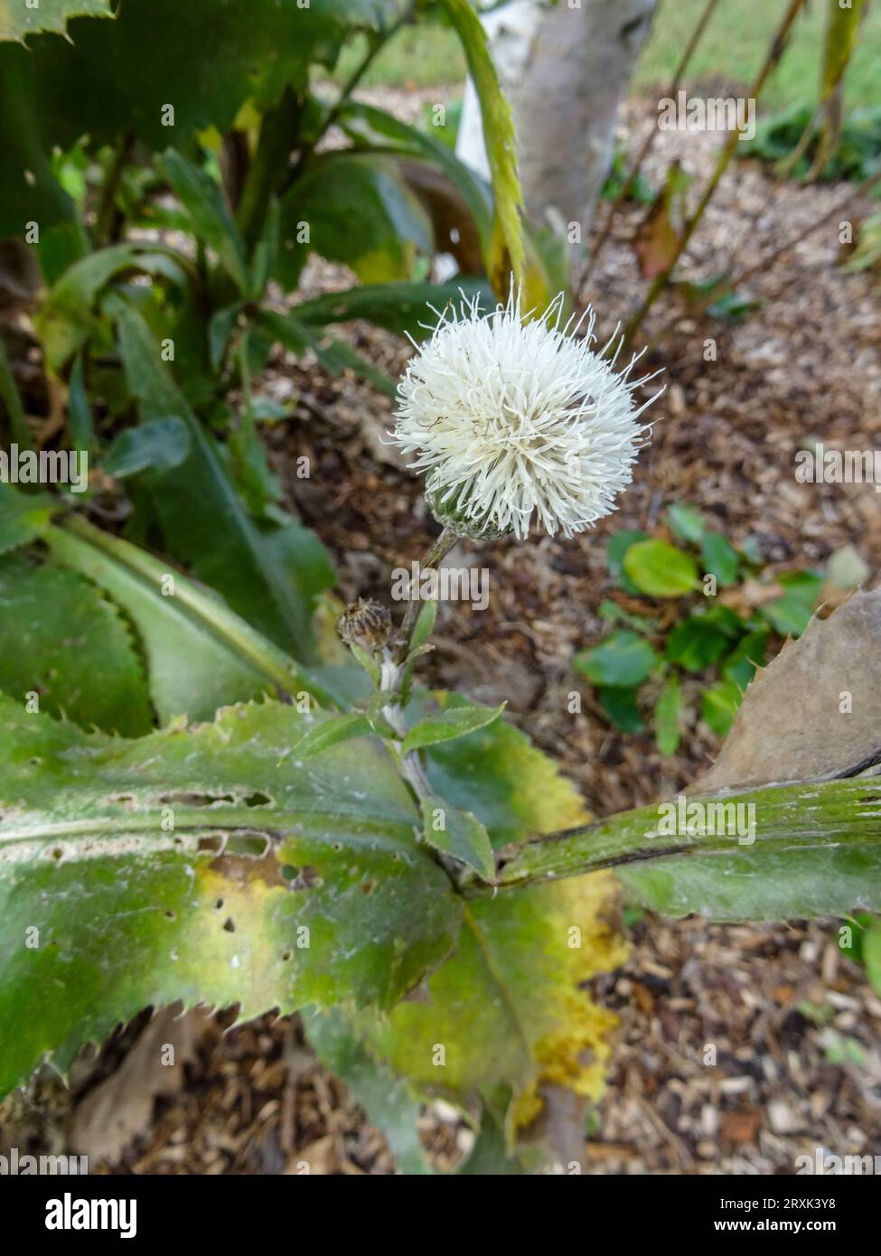 Natural close up flowering plant portrait of Klasea Bulgarica, insoft ...